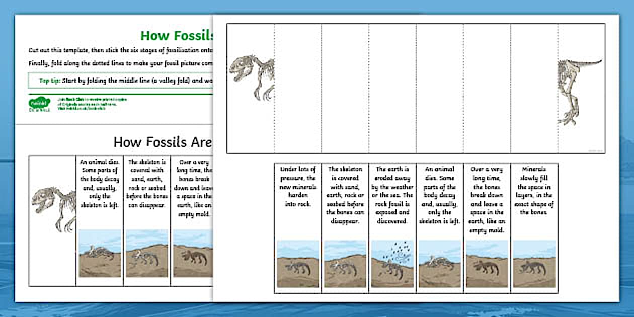 Ordering the Stages of Fossilisation Activity | Twinkl